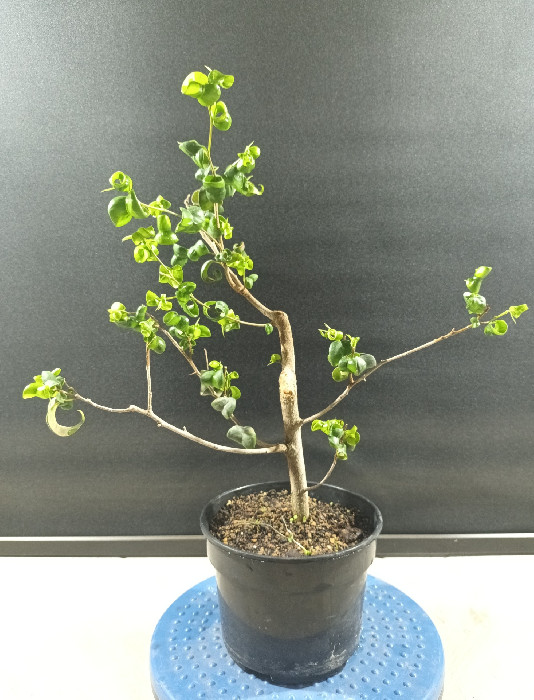 FICUS BENJAMINA BAROK 6Años :: EUROBONSAI